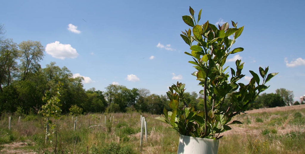 Partnership - Ten Million Trees