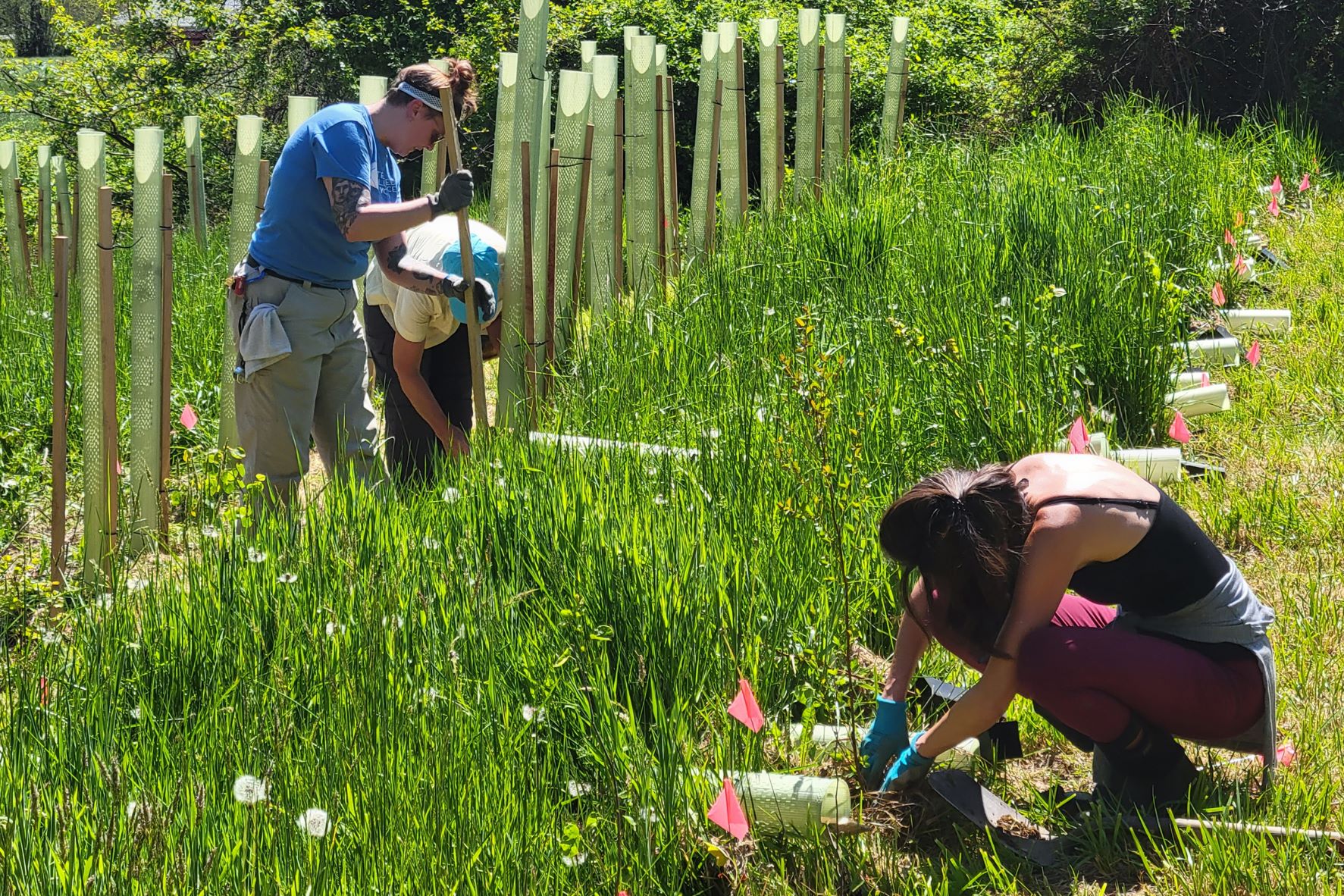 Home Page - Ten Million Trees