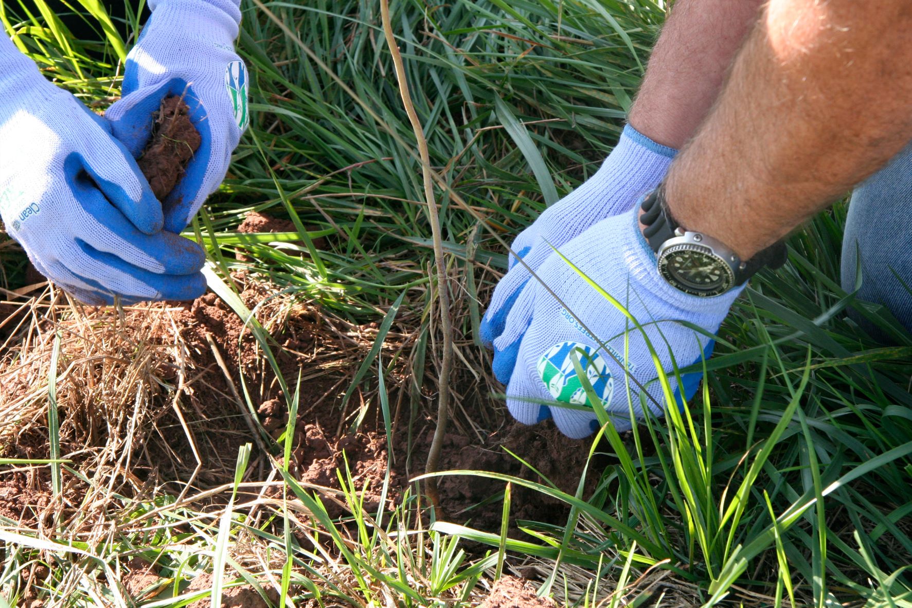 How - Ten Million Trees